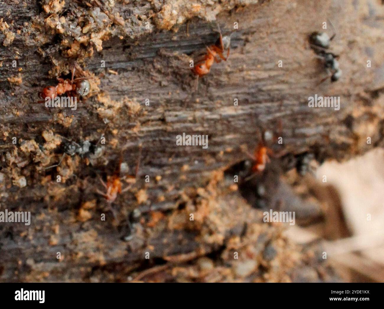 Slave-raider Field and Mound Ants (Formica sanguinea Stock Photo - Alamy