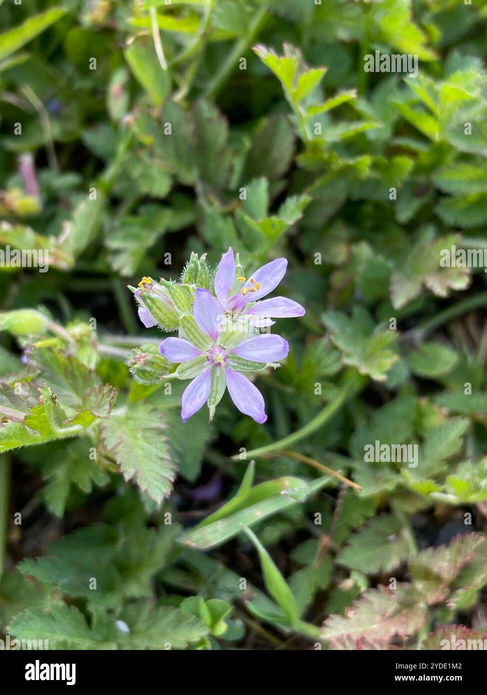 musk stork's-bill (Erodium moschatum Stock Photo - Alamy