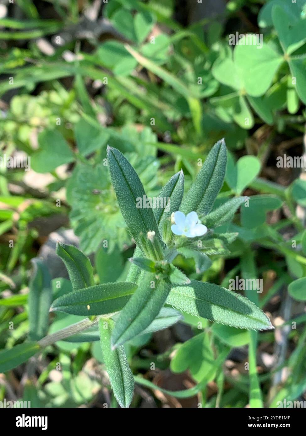 corn gromwell (Buglossoides arvensis Stock Photo - Alamy