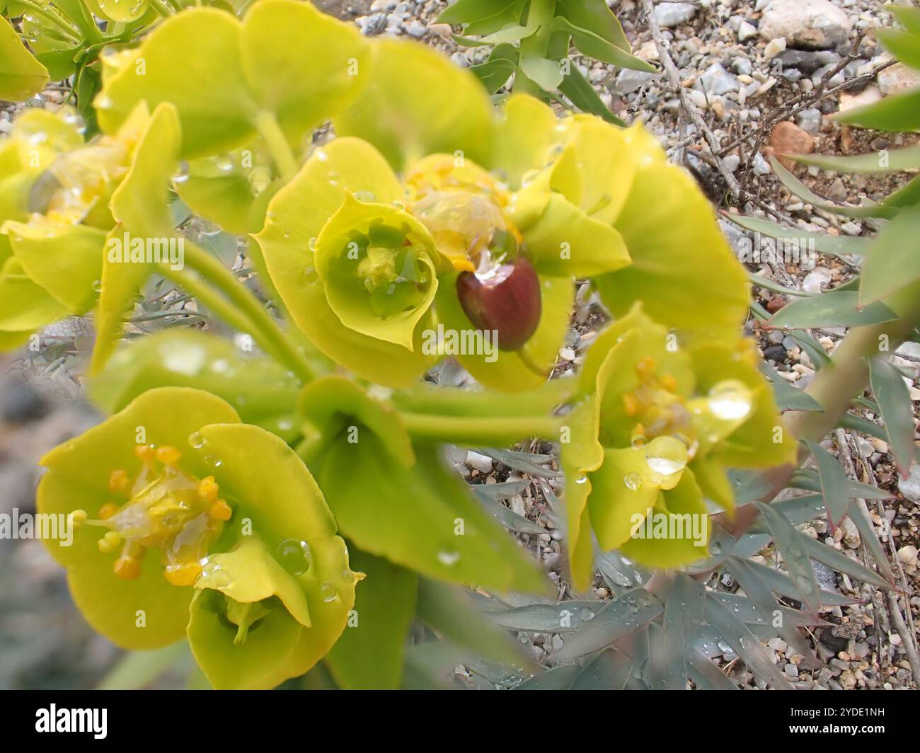 Gopher plant (Euphorbia rigida Stock Photo - Alamy