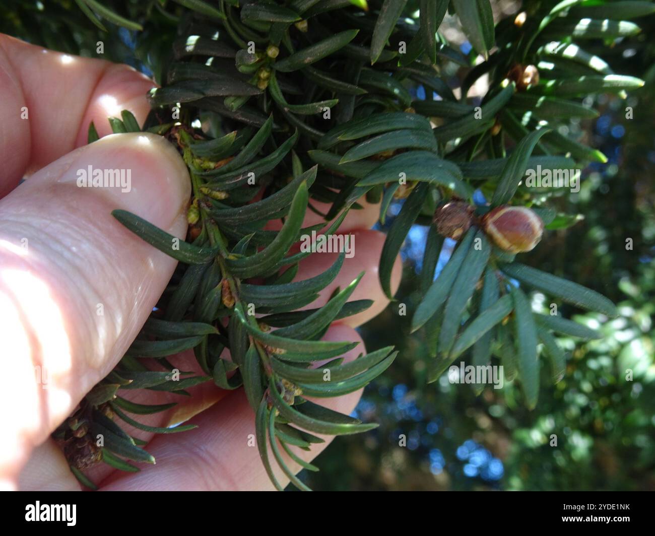 common yew (Taxus baccata Stock Photo - Alamy