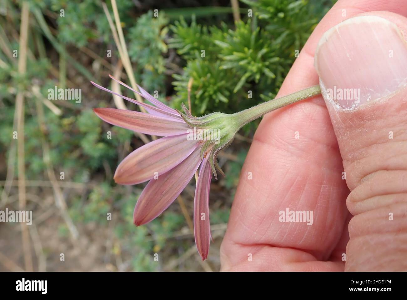 Cape daisy (Dimorphotheca jucunda Stock Photo - Alamy