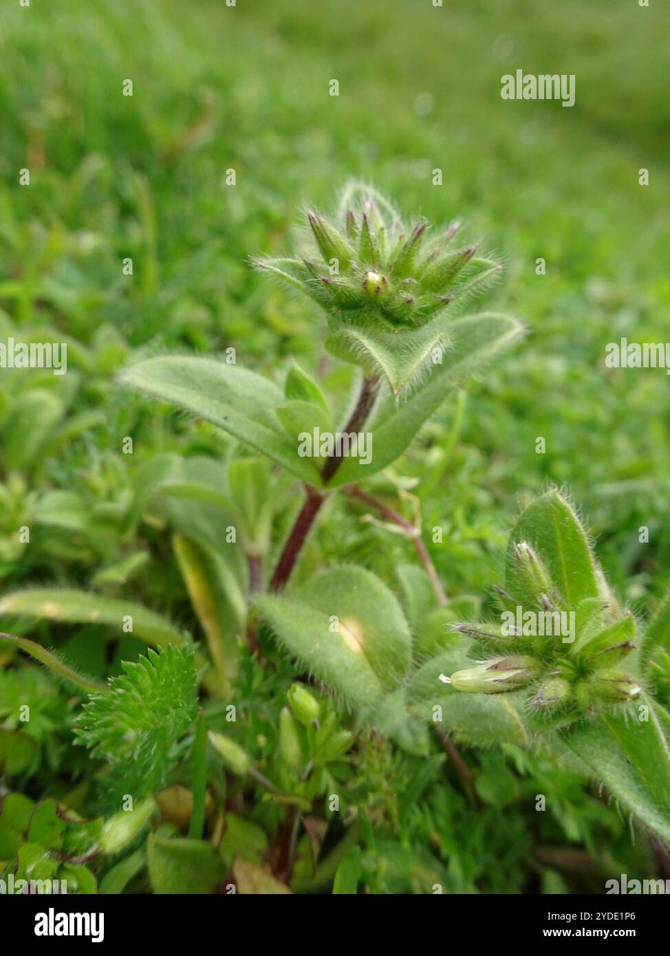 Sticky mouse-ear chickweed (Cerastium glomeratum Stock Photo - Alamy