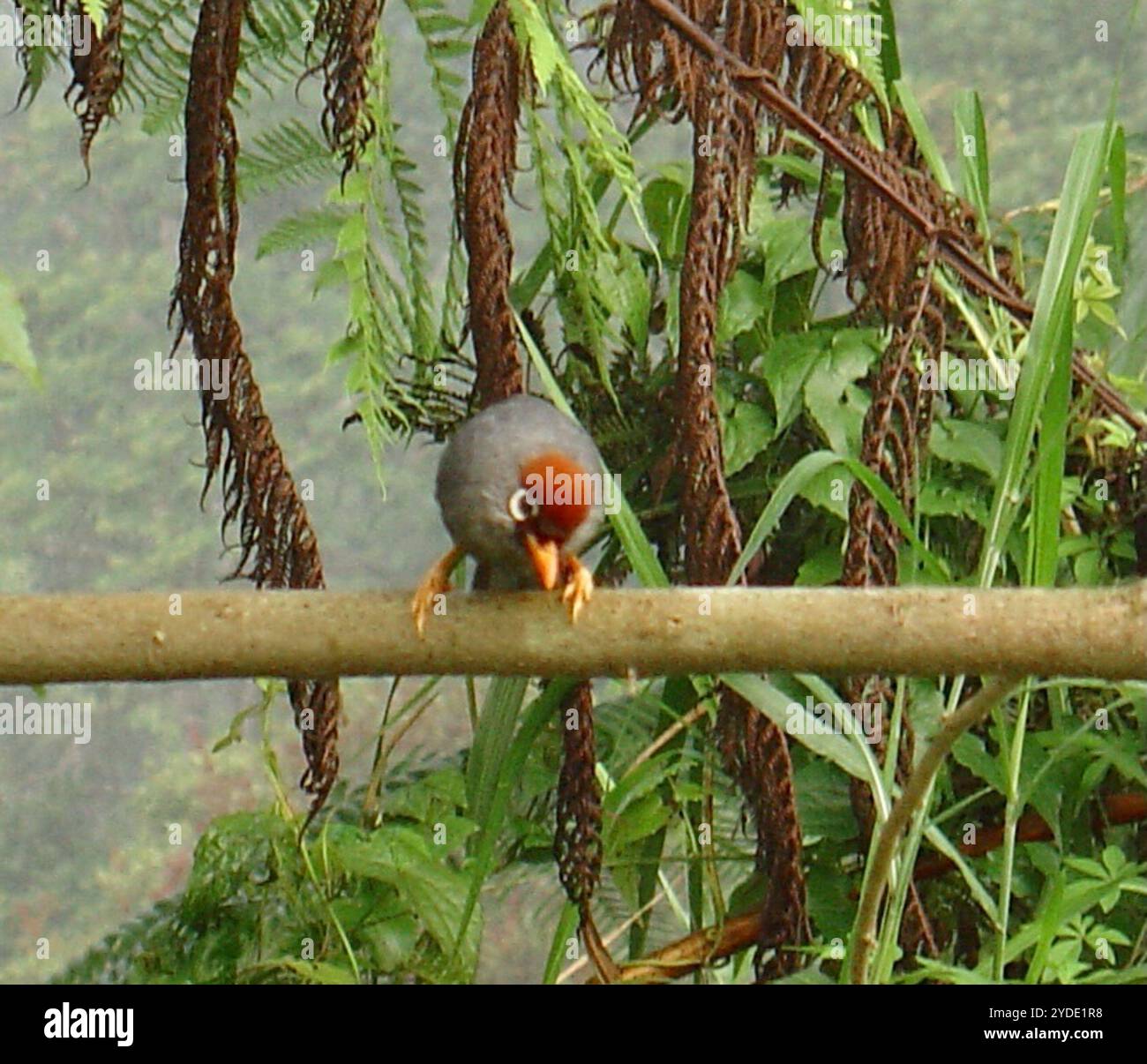 Chestnut-capped Laughingthrush (Pterorhinus mitratus Stock Photo - Alamy