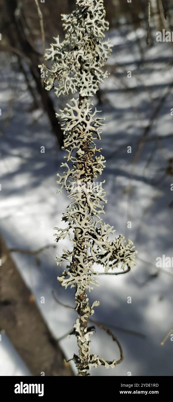 Powder-headed Tube Lichen (Hypogymnia tubulosa Stock Photo - Alamy
