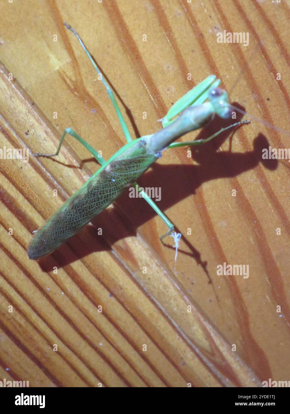 Flag Mantis (Polyspilota aeruginosa Stock Photo - Alamy