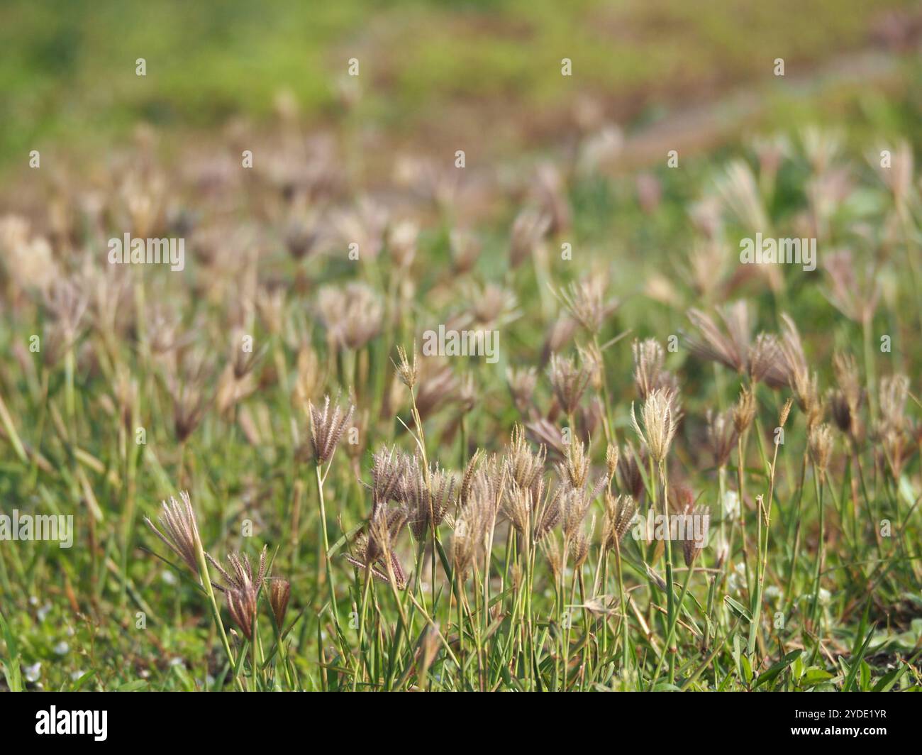 Finger Grass (Chloris barbata Stock Photo - Alamy