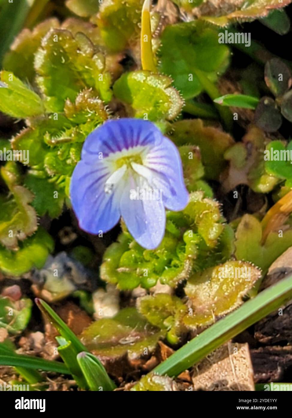 bird's-eye speedwell (Veronica persica Stock Photo - Alamy