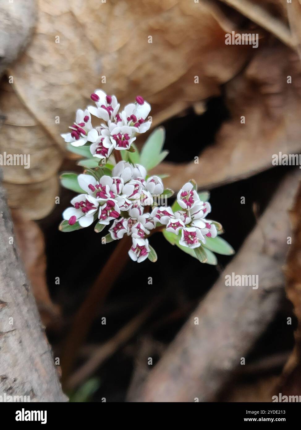 harbinger of spring (Erigenia bulbosa Stock Photo - Alamy