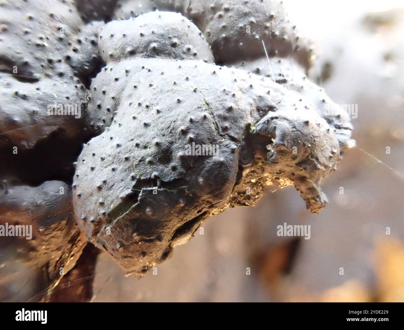 Brittle Cinder (Kretzschmaria deusta Stock Photo - Alamy