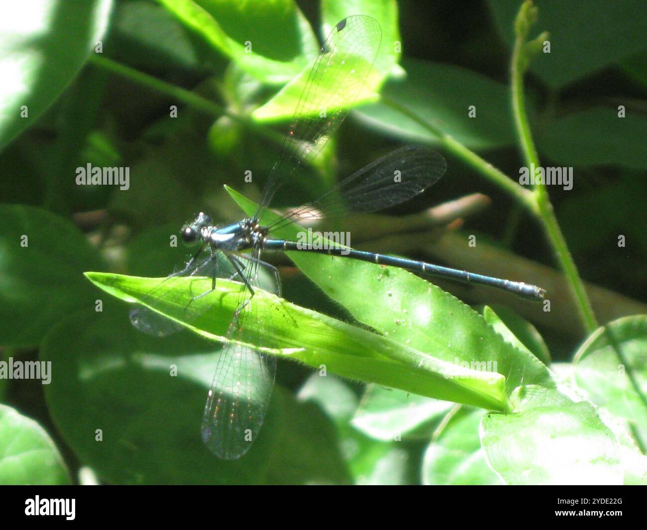 Common Flatwing (Austroargiolestes icteromelas Stock Photo - Alamy