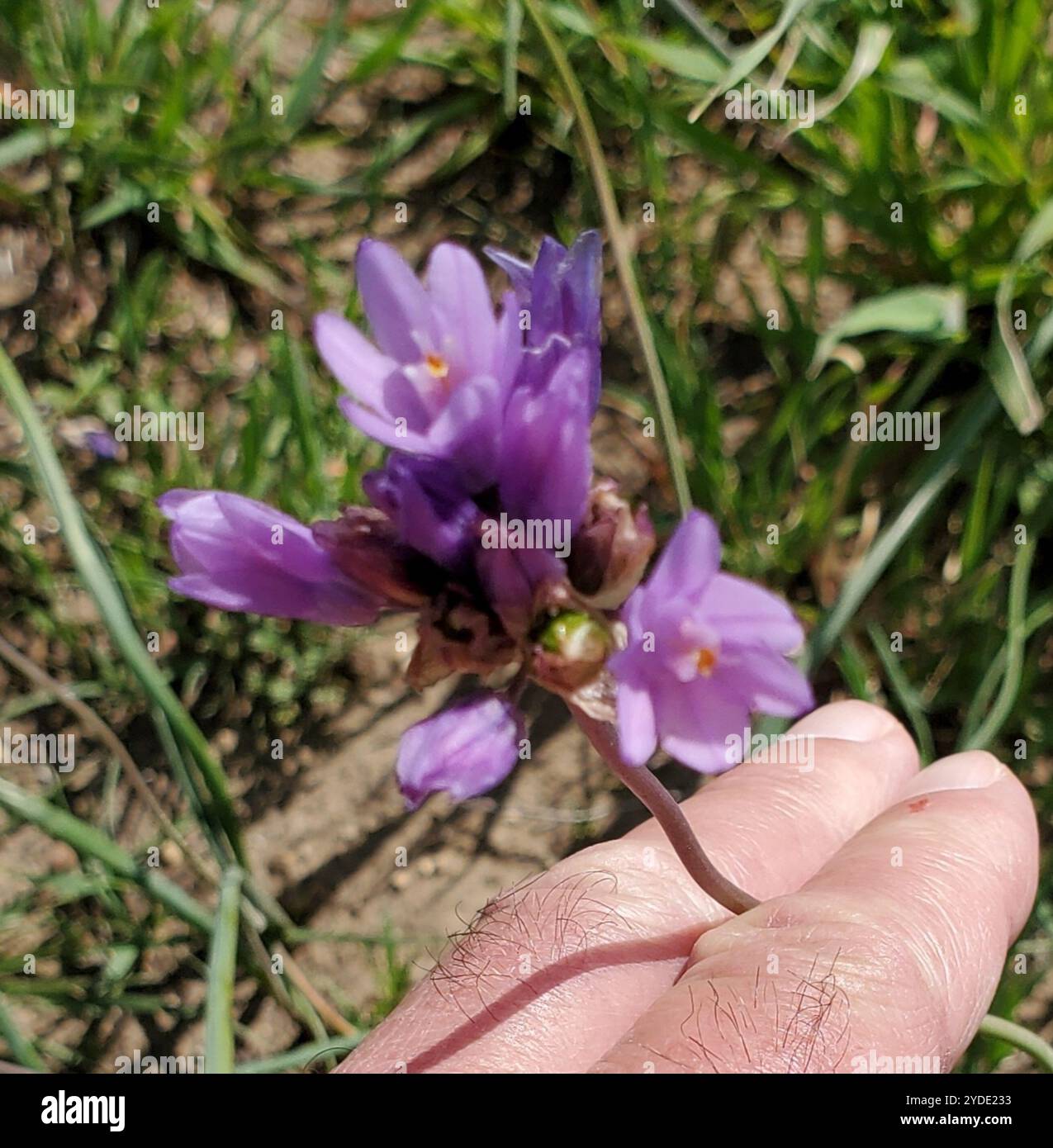 Blue Dicks (Dipterostemon capitatus Stock Photo - Alamy