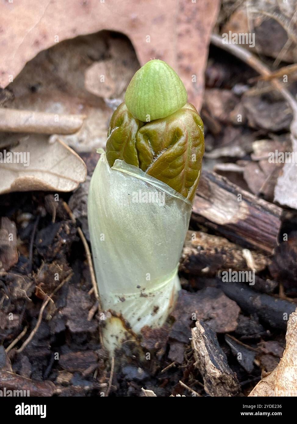 mayapple (Podophyllum peltatum Stock Photo - Alamy