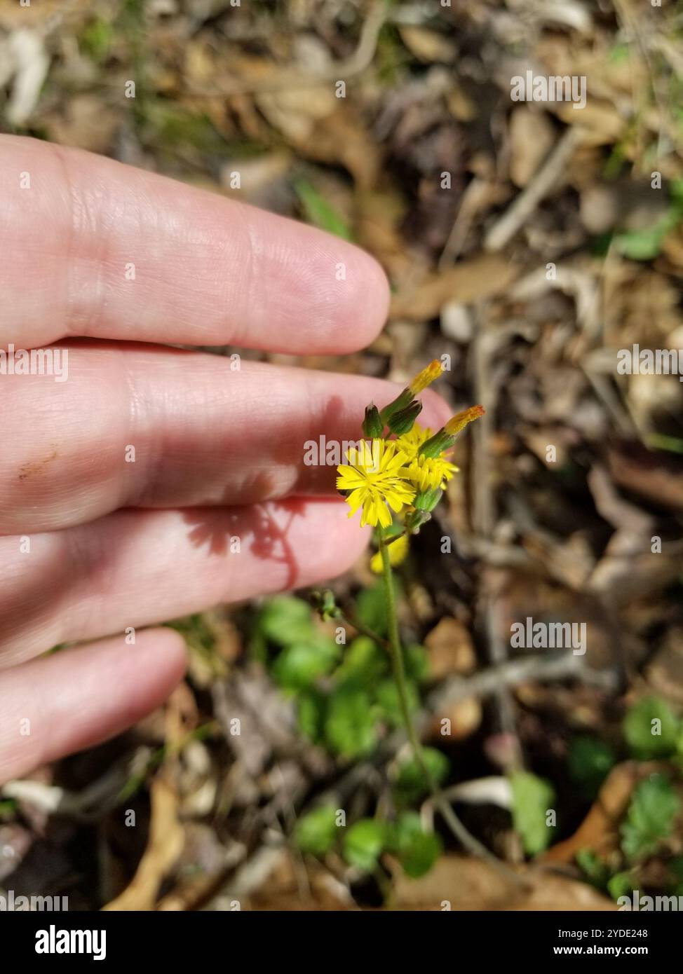 Oriental false hawksbeard (Youngia japonica Stock Photo - Alamy