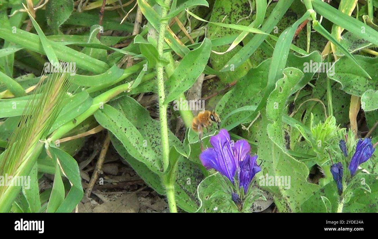 Common Digger Bees (Anthophora Stock Photo - Alamy