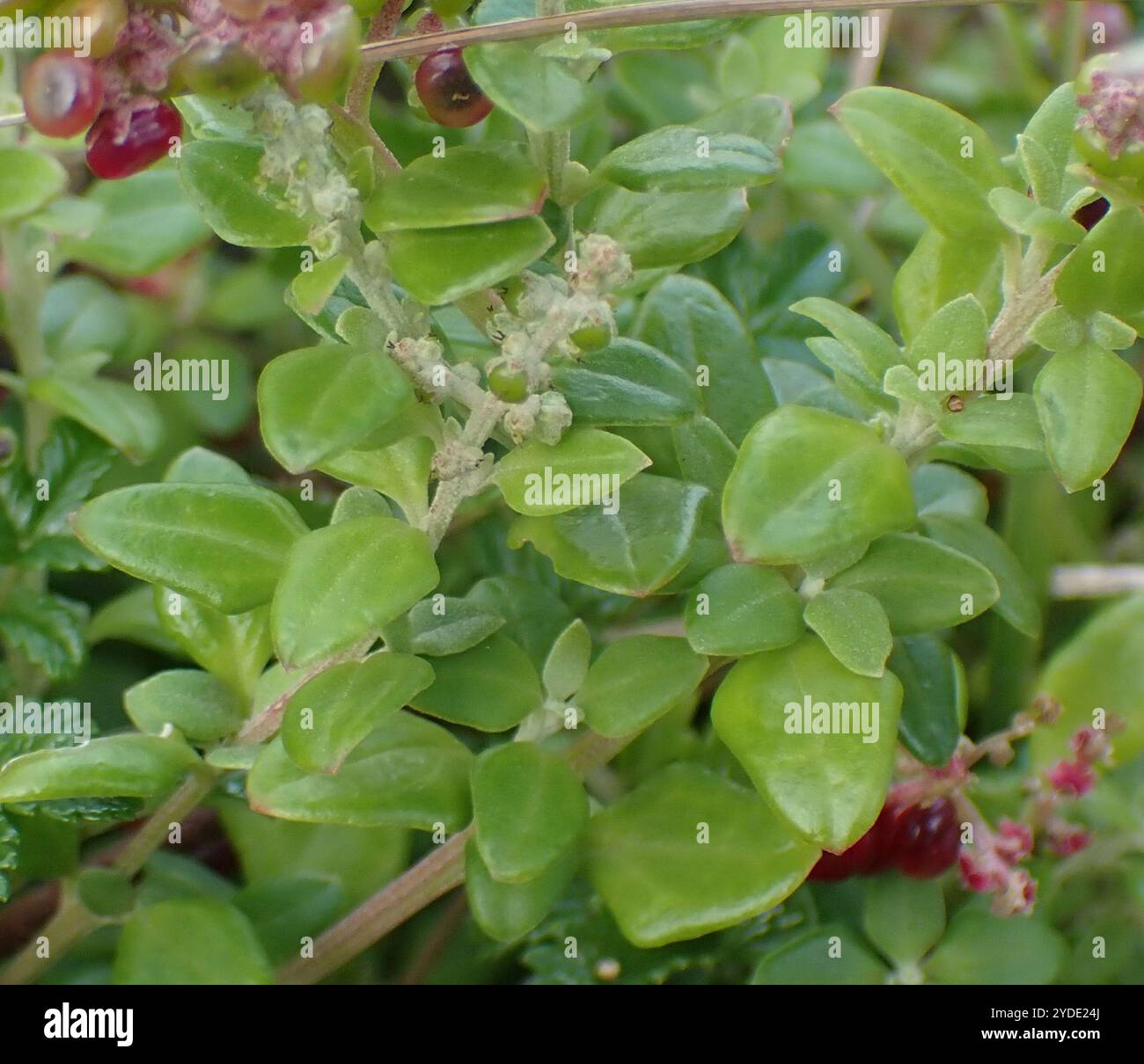 Seaberry Saltbush (Rhagodia candolleana Stock Photo - Alamy