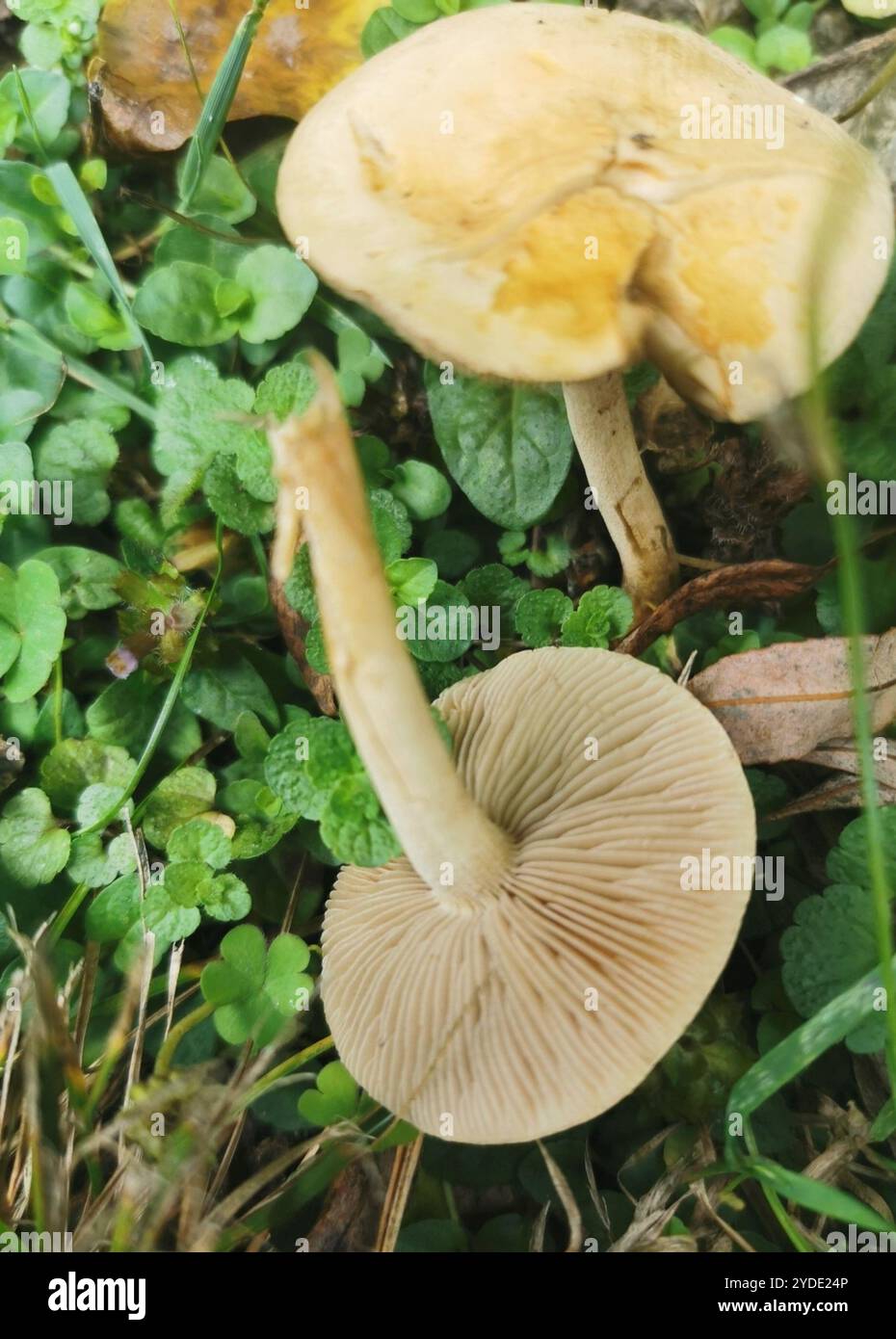 Mulch Fieldcap (Agrocybe putaminum Stock Photo - Alamy
