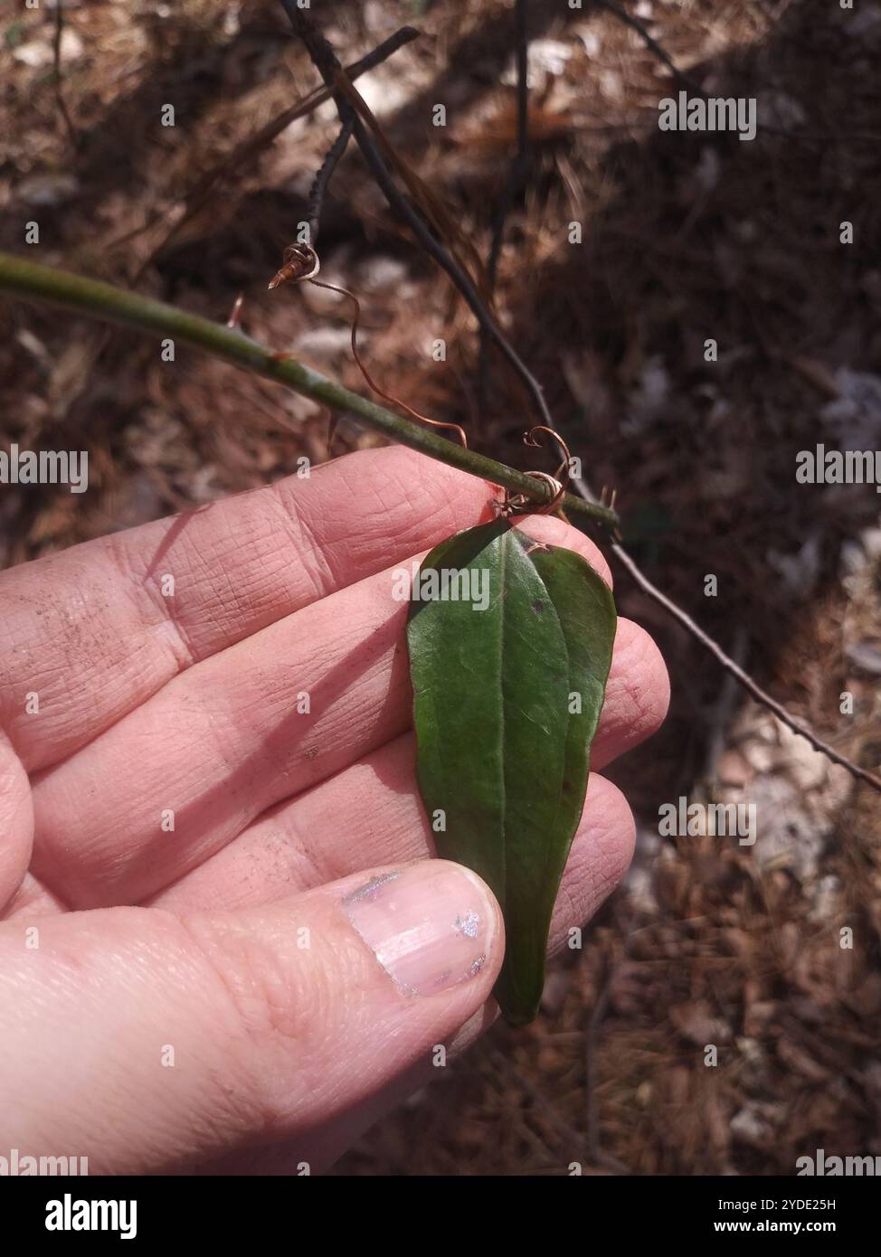 sawbrier (Smilax glauca Stock Photo - Alamy