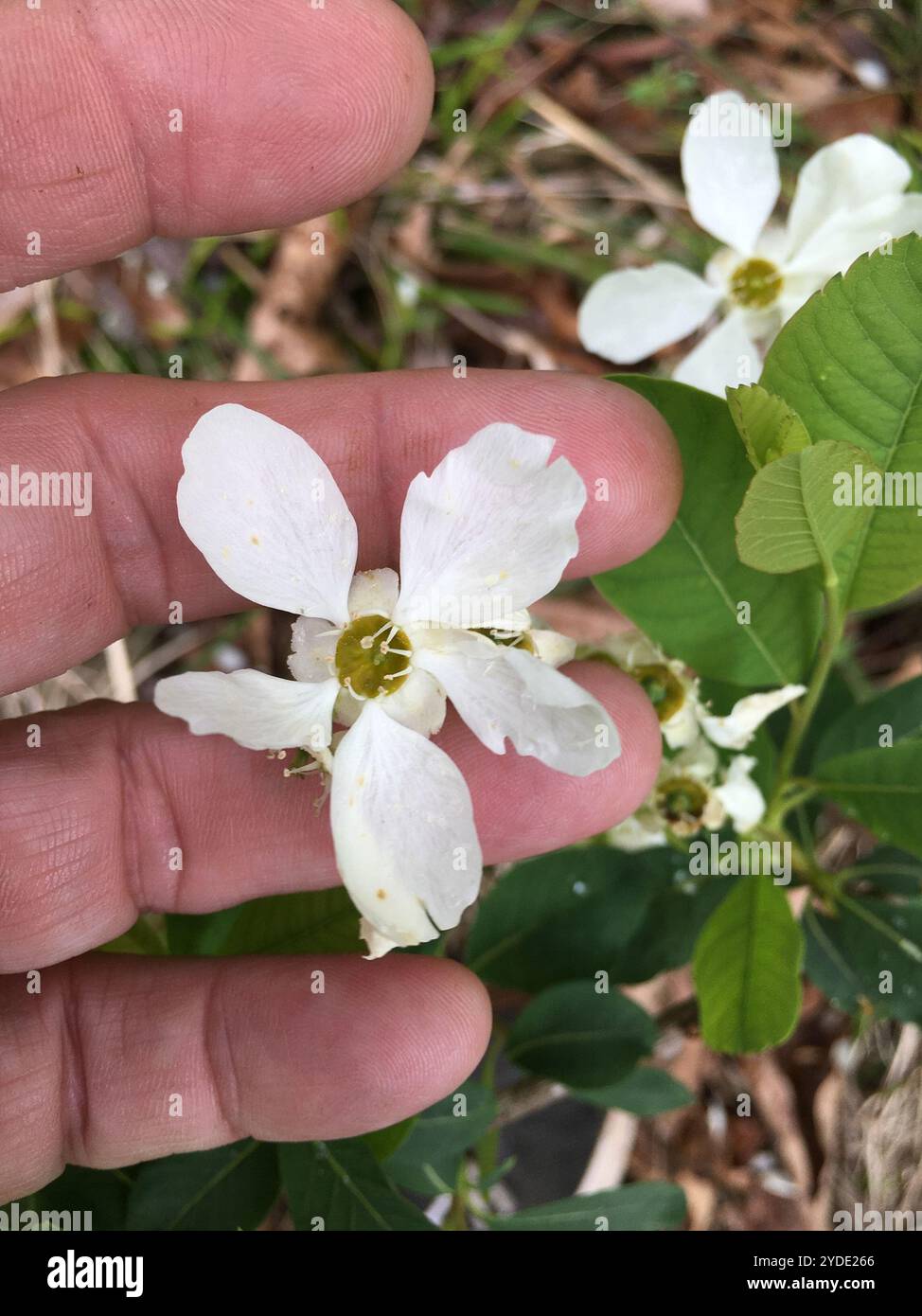 Pearl Bush (Exochorda racemosa Stock Photo - Alamy