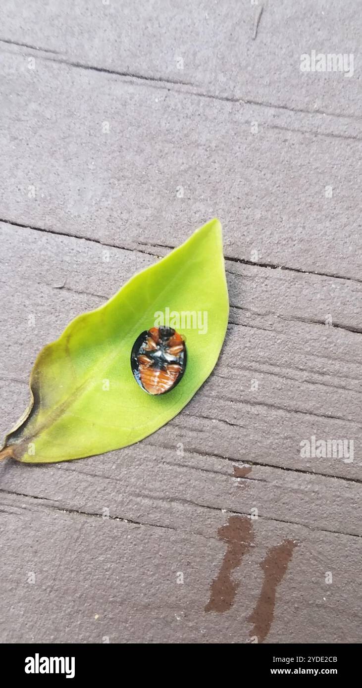 Metallic Blue Lady Beetle (Curinus coeruleus Stock Photo - Alamy