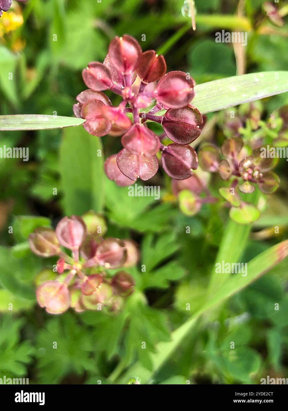 Shining Pepperweed (Lepidium nitidum Stock Photo - Alamy