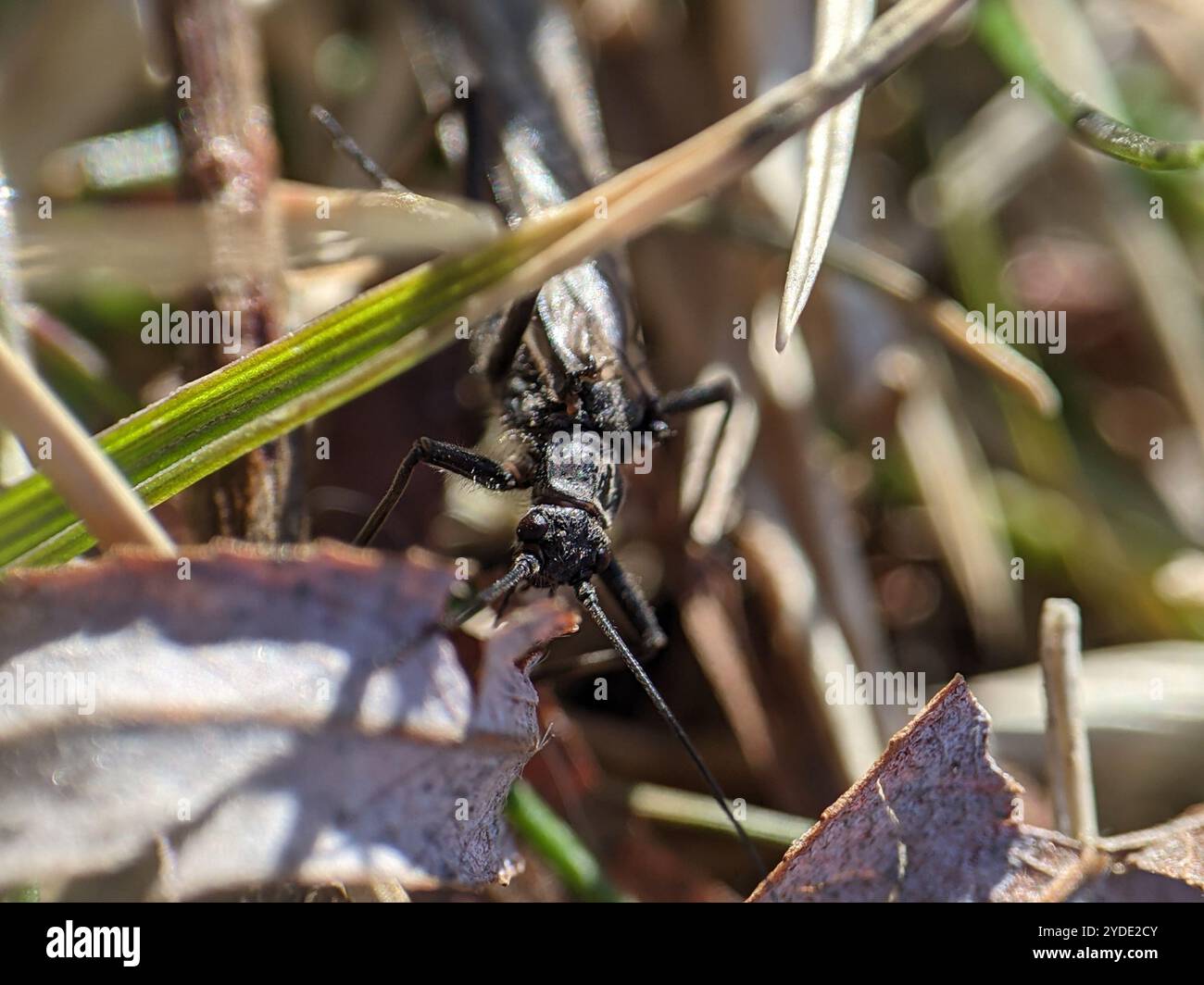 Winter Stoneflies (Taeniopterygidae Stock Photo - Alamy