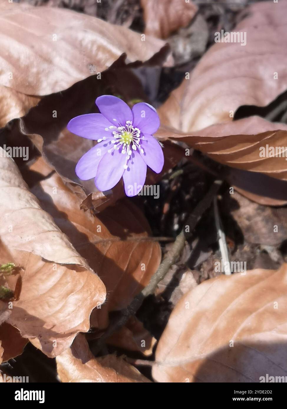 Liverleaf (Hepatica nobilis Stock Photo - Alamy