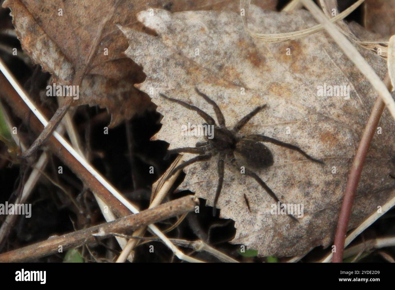 Thin-legged Wolf Spiders (Pardosa Stock Photo - Alamy