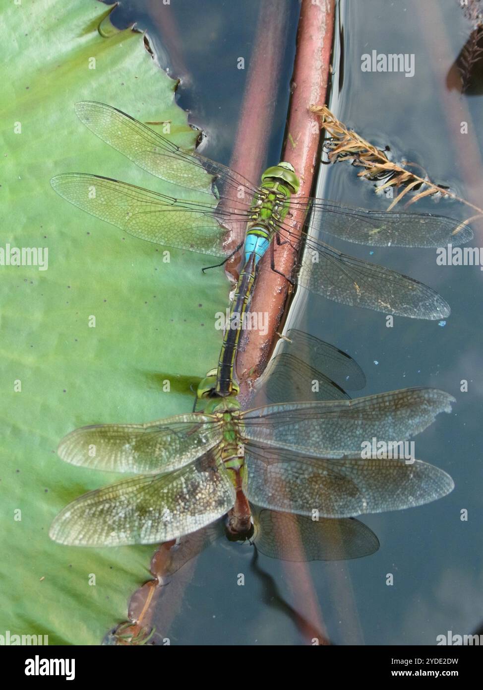 Oriental Lesser Emperor (Anax julius Stock Photo - Alamy