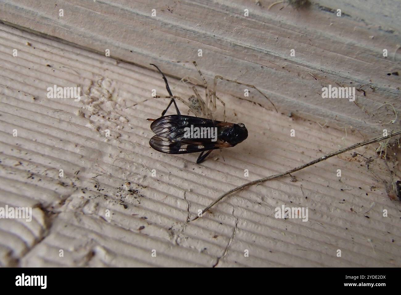 White porch spider (Cryptachaea gigantipes Stock Photo - Alamy