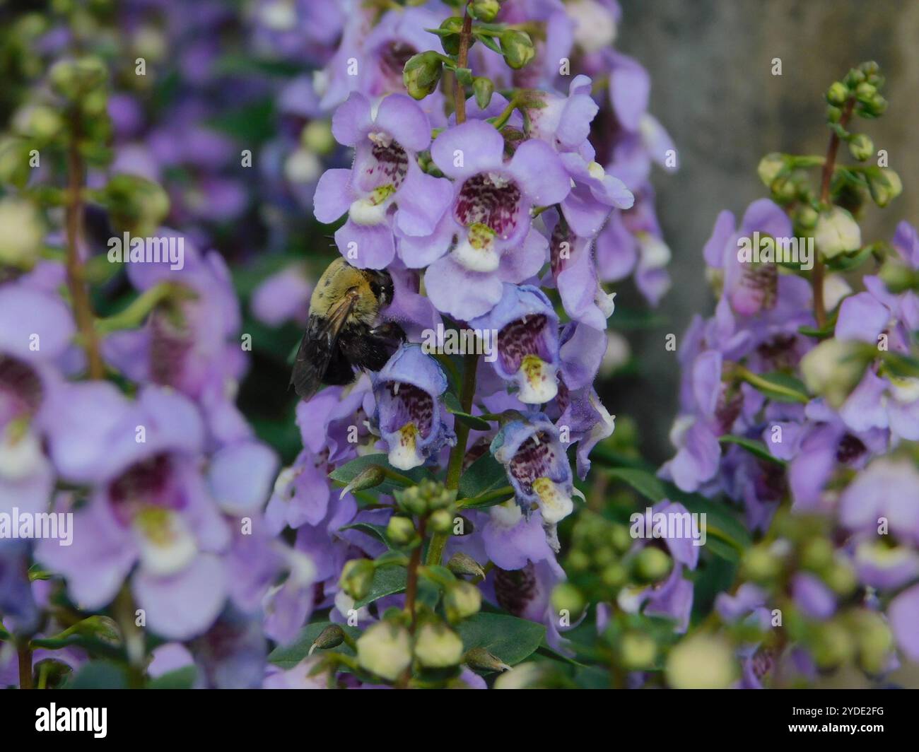 Shining Oil-digger Bee (Centris nitida Stock Photo - Alamy