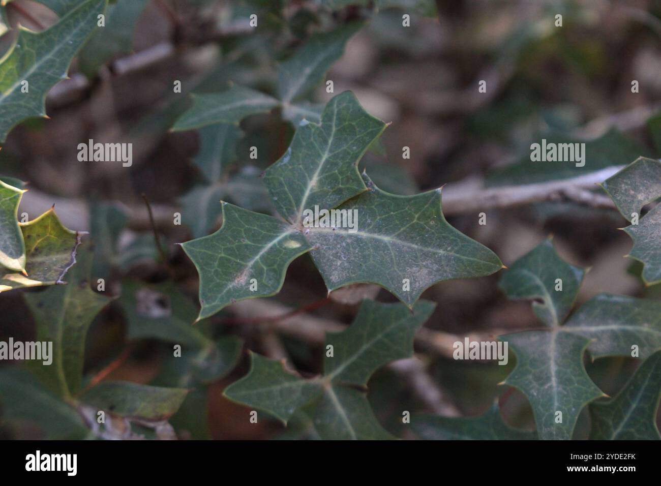 Agarita (Berberis trifoliolata Stock Photo - Alamy