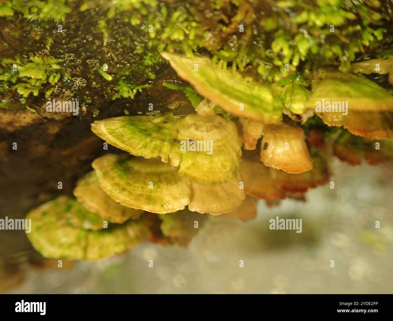 violet-toothed polypore (Trichaptum biforme Stock Photo - Alamy
