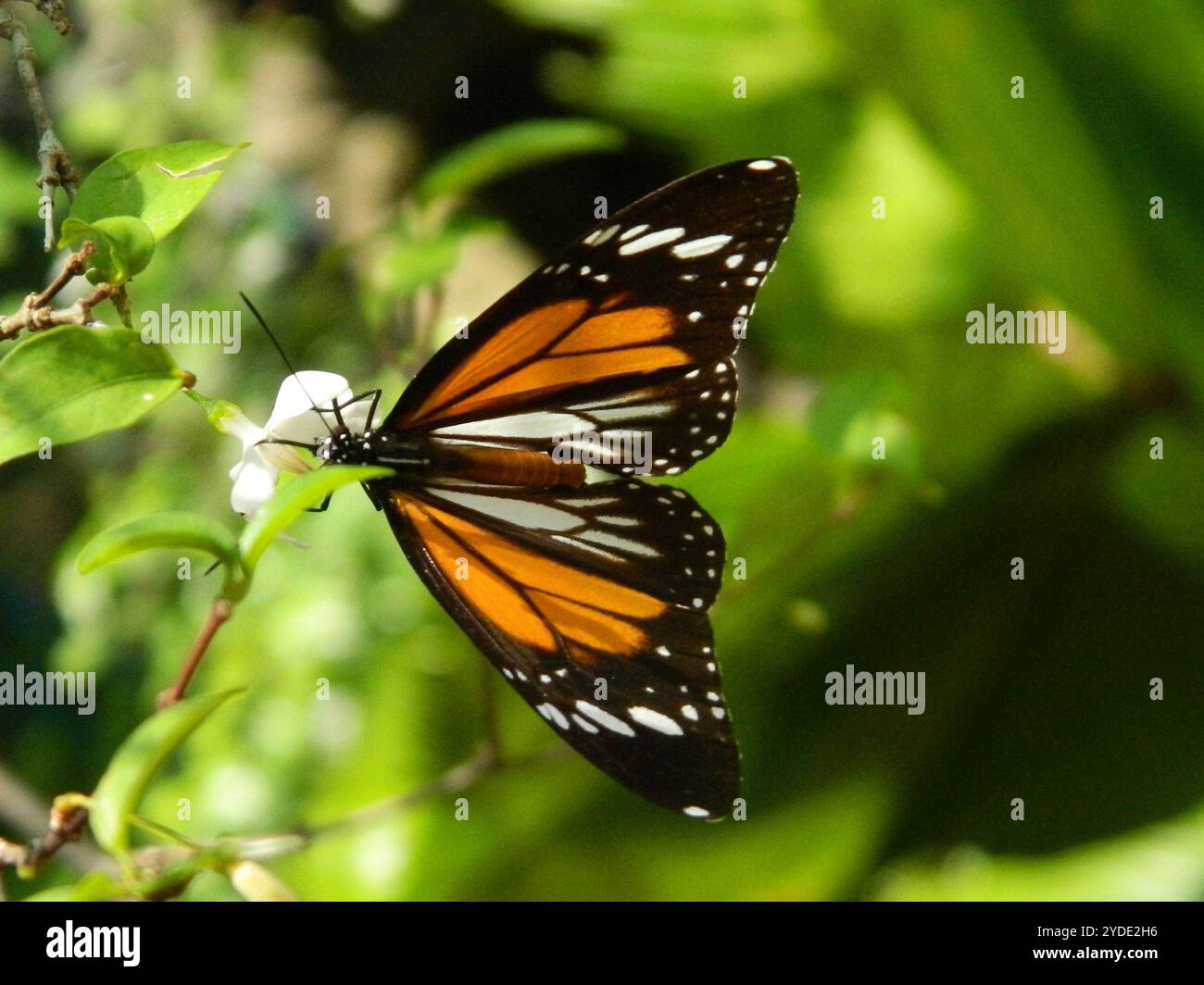 White Tiger Butterfly (Danaus melanippus Stock Photo - Alamy