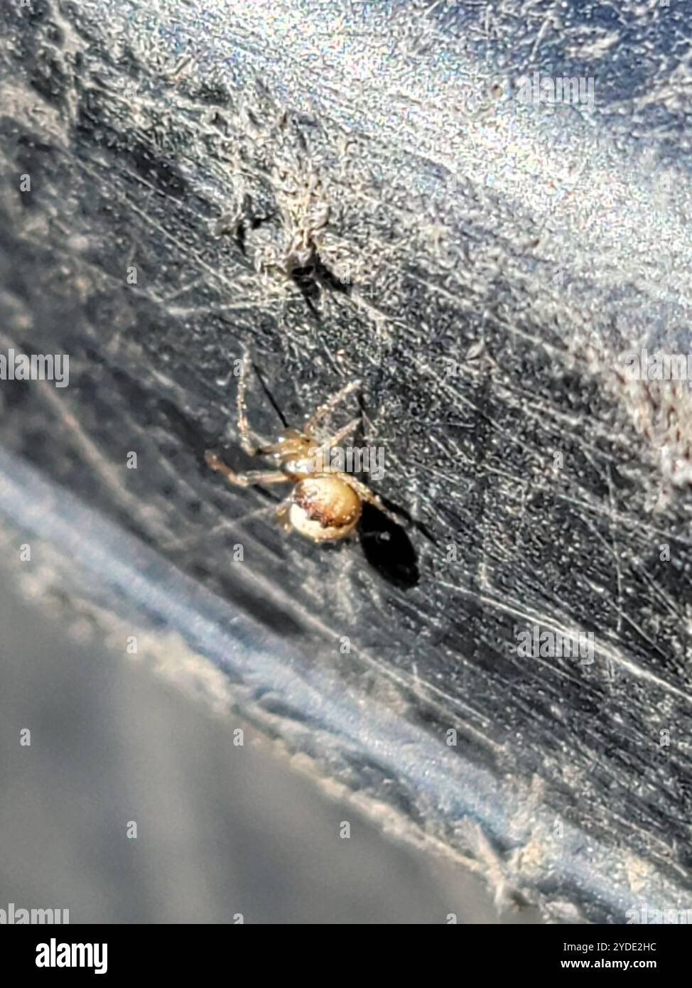 Comb-footed Spiders (Theridiidae Stock Photo - Alamy