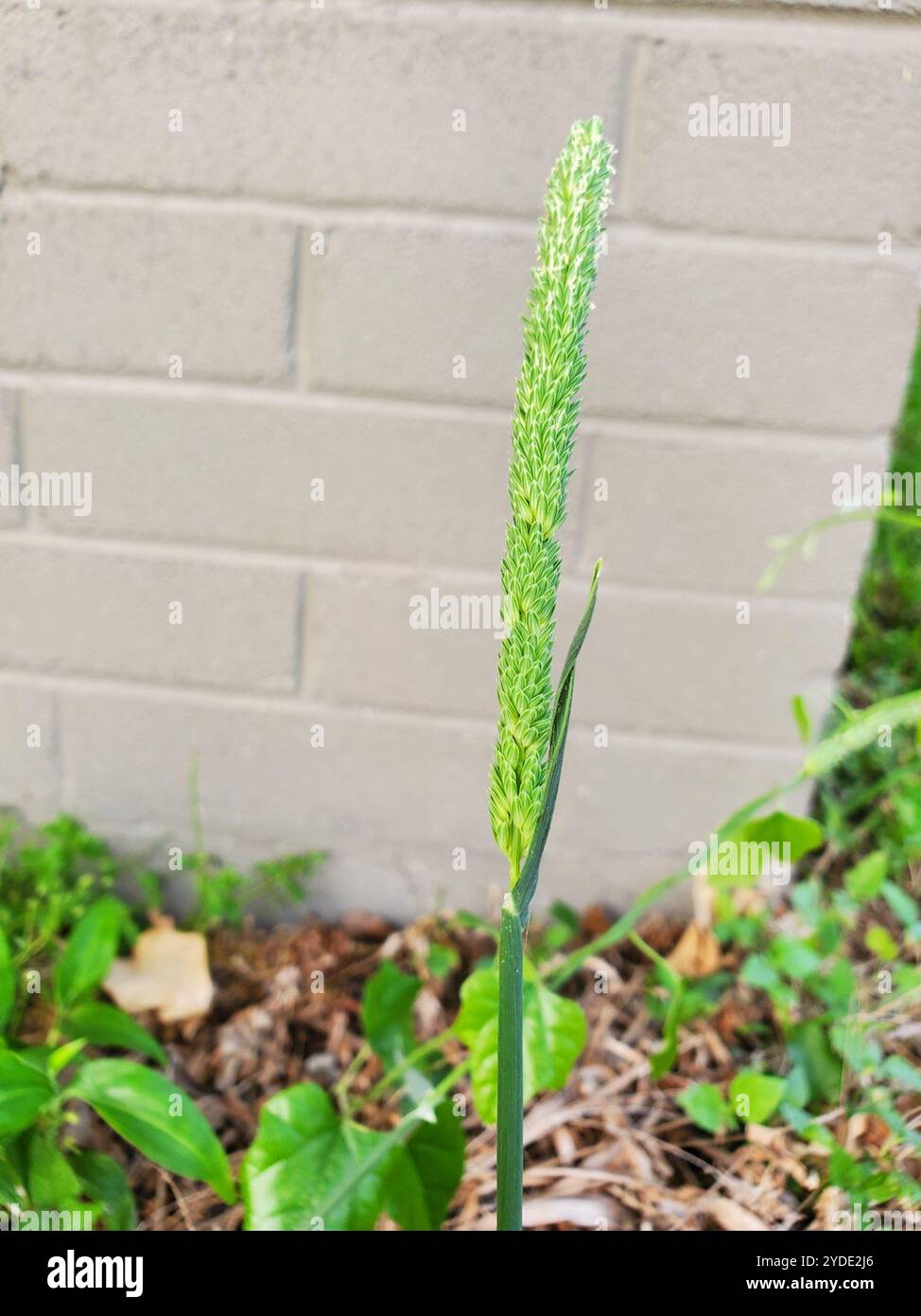 Timothy Canarygrass (Phalaris angusta Stock Photo - Alamy