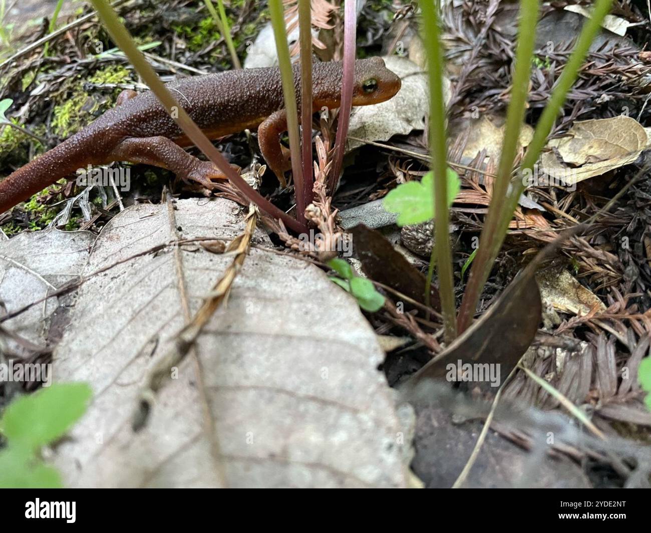 California Newt (Taricha torosa Stock Photo - Alamy