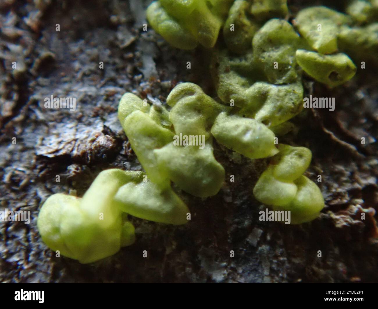 Flat-leaved Scalewort (Radula complanata Stock Photo - Alamy
