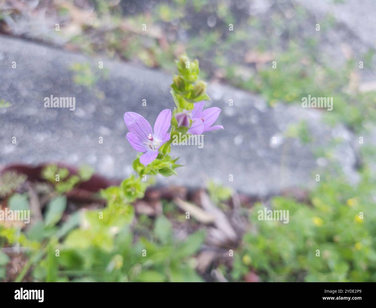 clasping Venus's looking glass (Triodanis perfoliata Stock Photo - Alamy