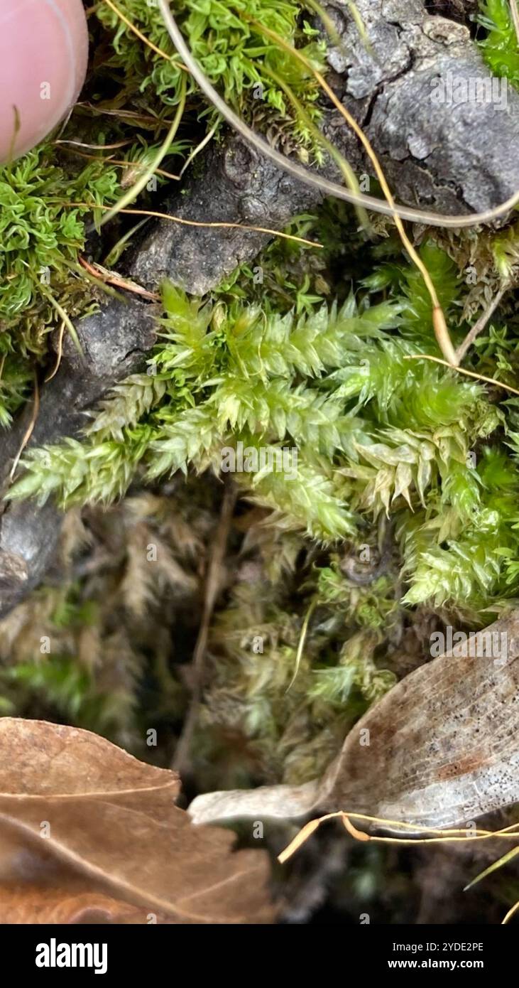 Rough-stalked Feather-moss (Brachythecium rutabulum Stock Photo - Alamy