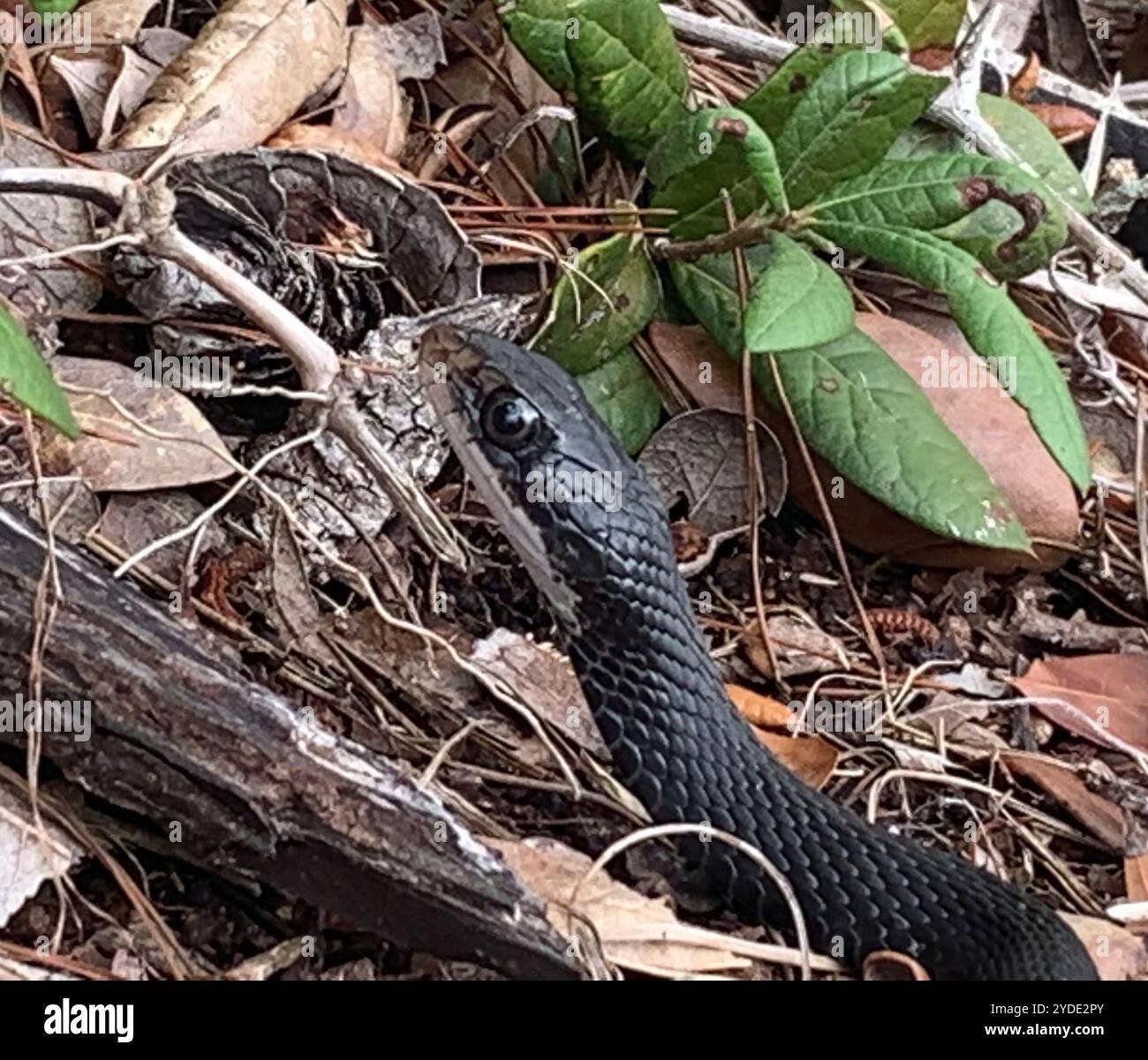 Southern Black Racer (Coluber constrictor priapus Stock Photo - Alamy