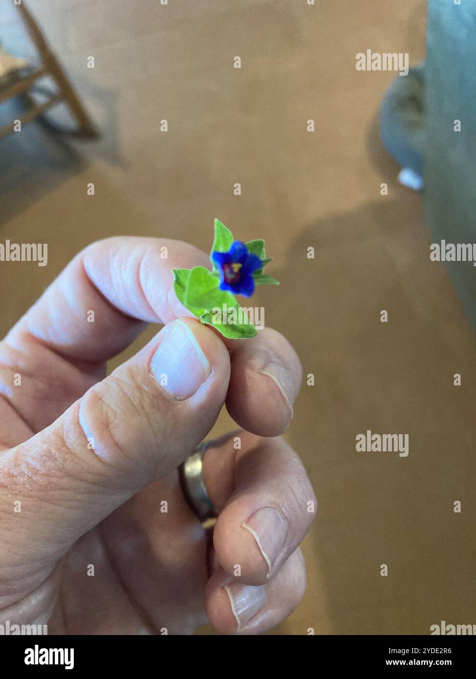 Foemina Blue Pimpernel (Lysimachia foemina Stock Photo - Alamy