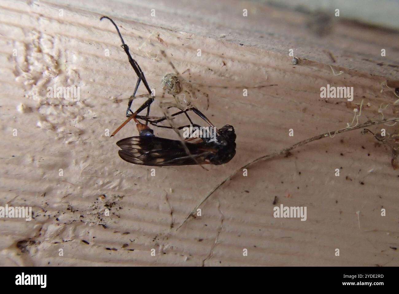 White porch spider (Cryptachaea gigantipes Stock Photo - Alamy
