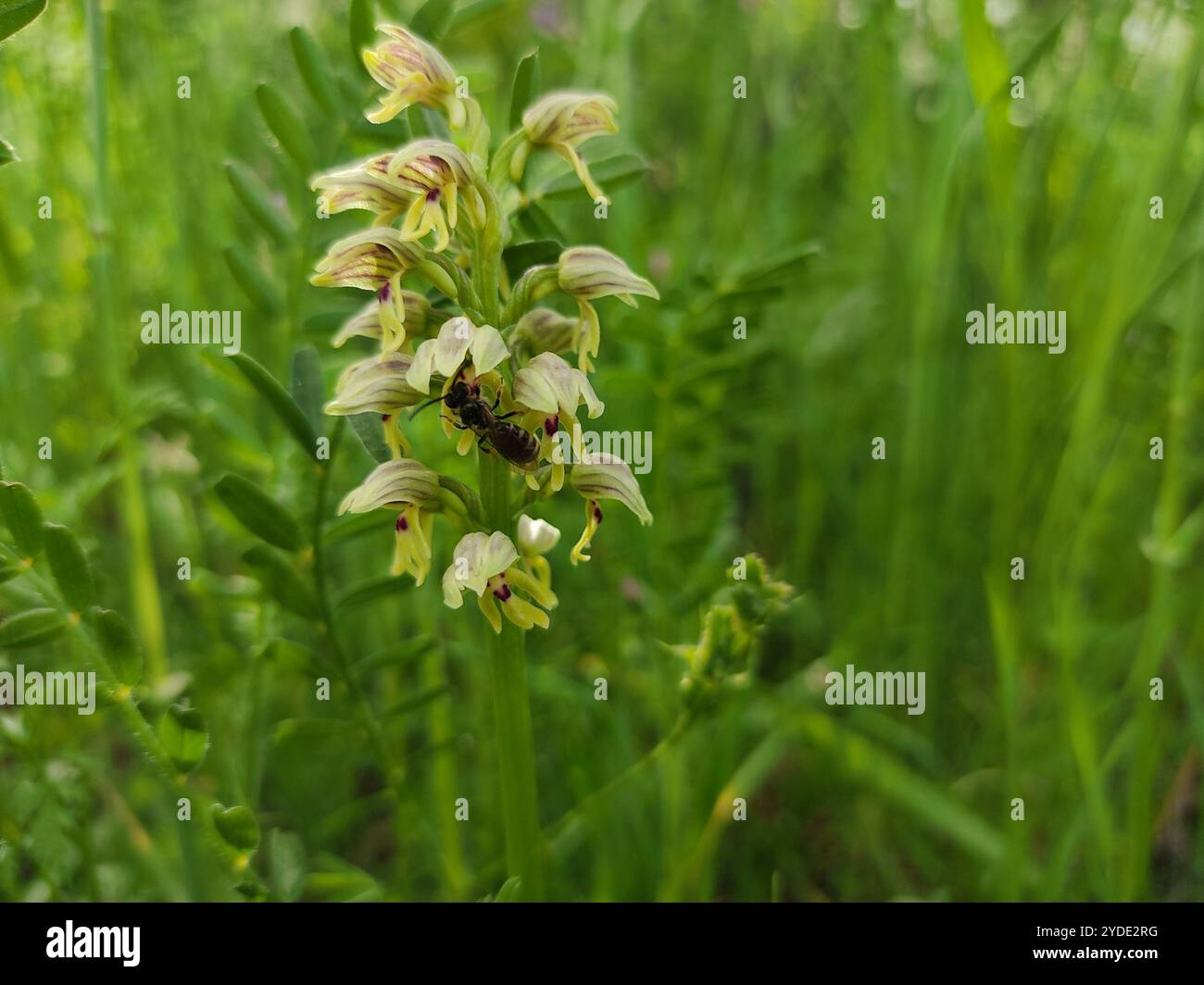 Galilaea hi-res stock photography and images - Alamy
