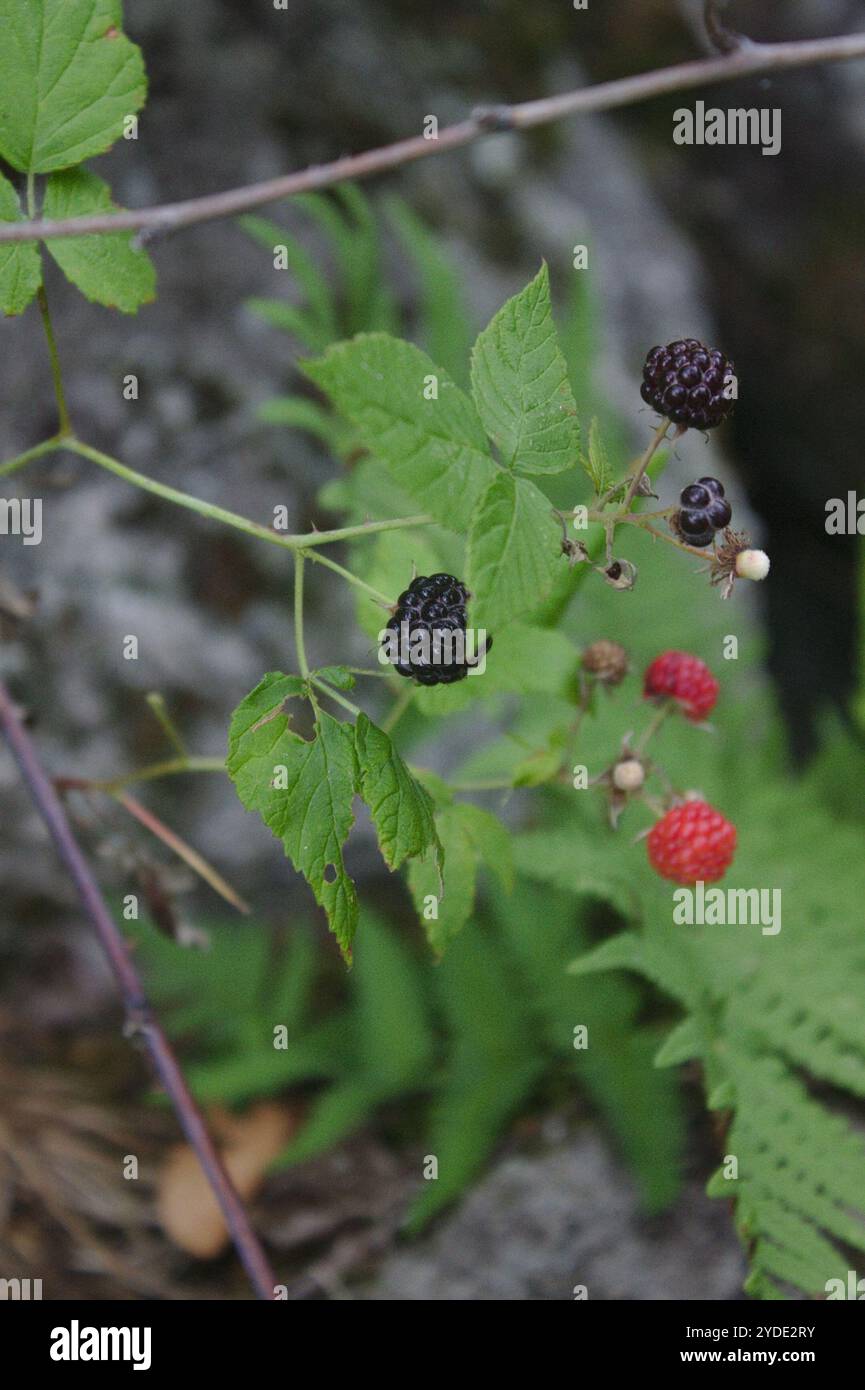 black raspberry (Rubus occidentalis Stock Photo - Alamy