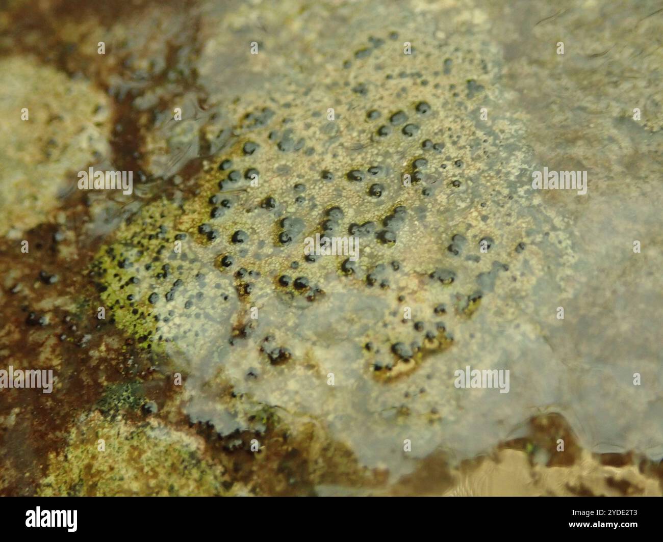Big-disk pebble lichen (Porpidia macrocarpa Stock Photo - Alamy