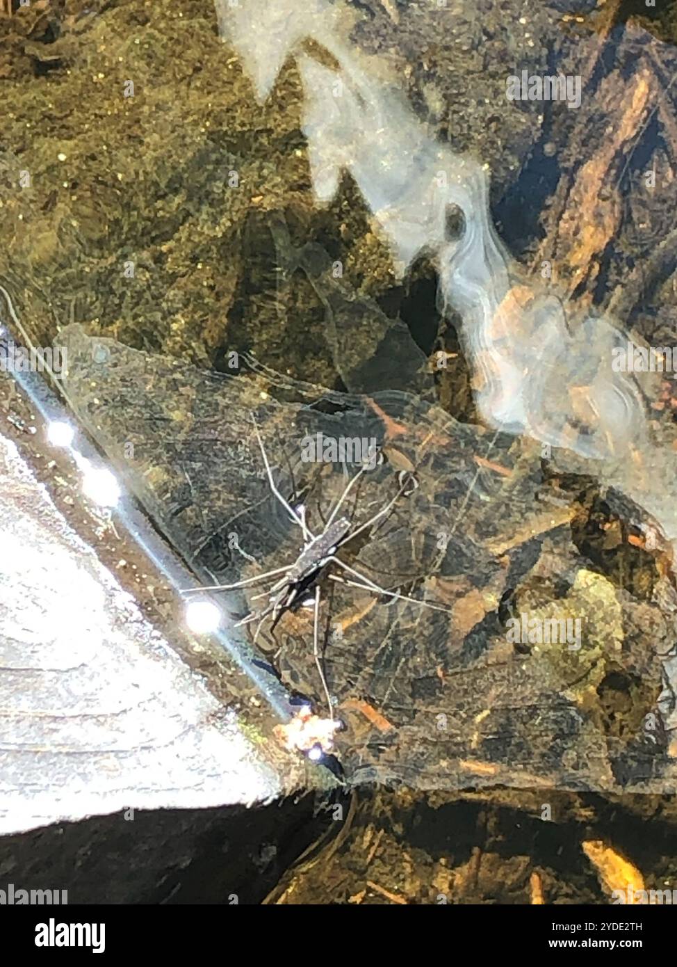 North American Common Water Strider (Aquarius remigis Stock Photo - Alamy