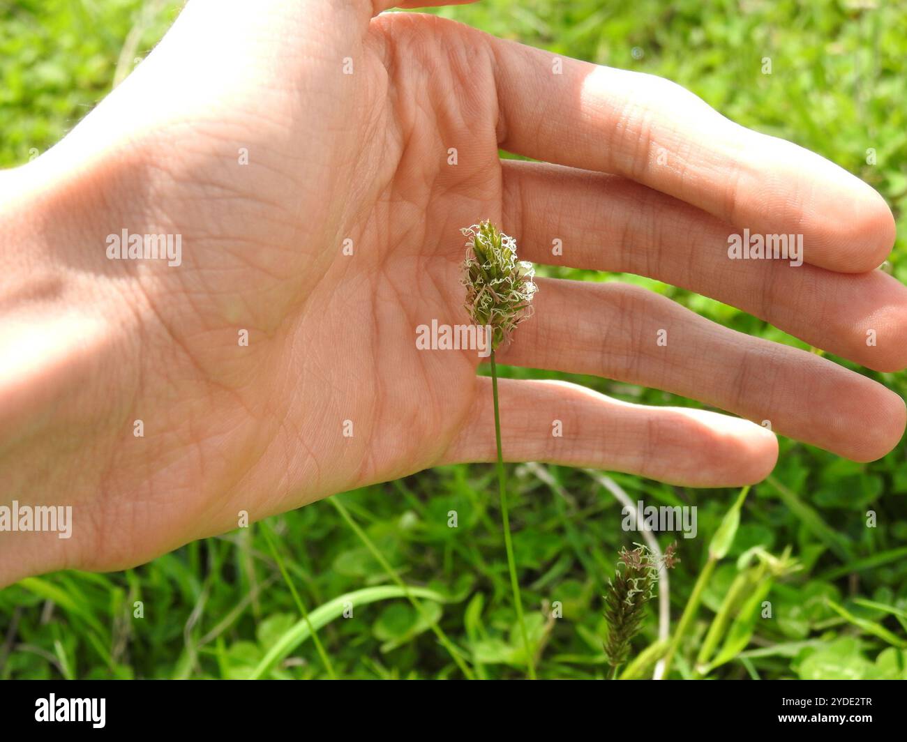 sweet vernal grass (Anthoxanthum odoratum Stock Photo - Alamy
