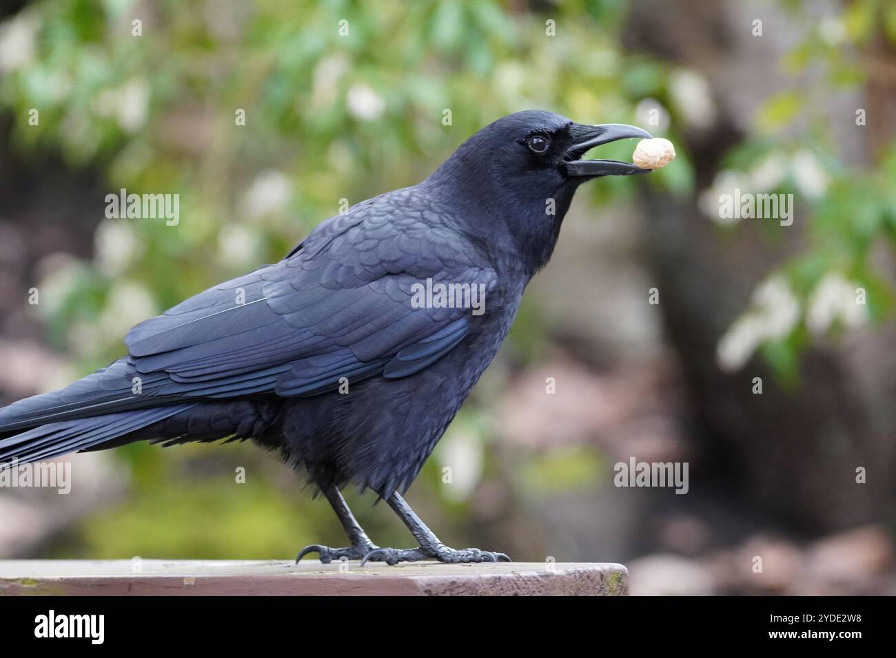 American Crow (Corvus brachyrhynchos Stock Photo - Alamy