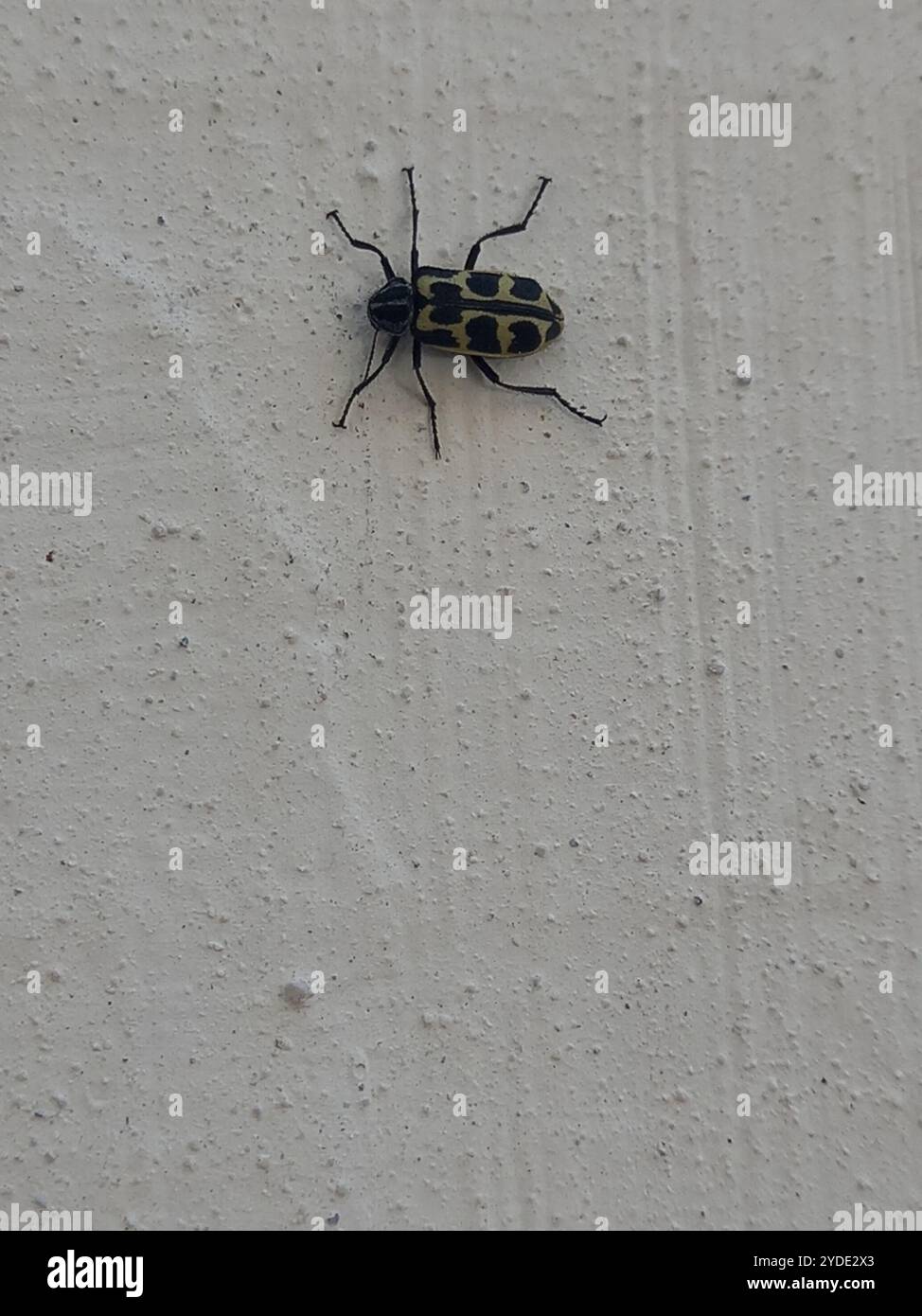 Spotted Maize Beetle (Astylus atromaculatus Stock Photo - Alamy